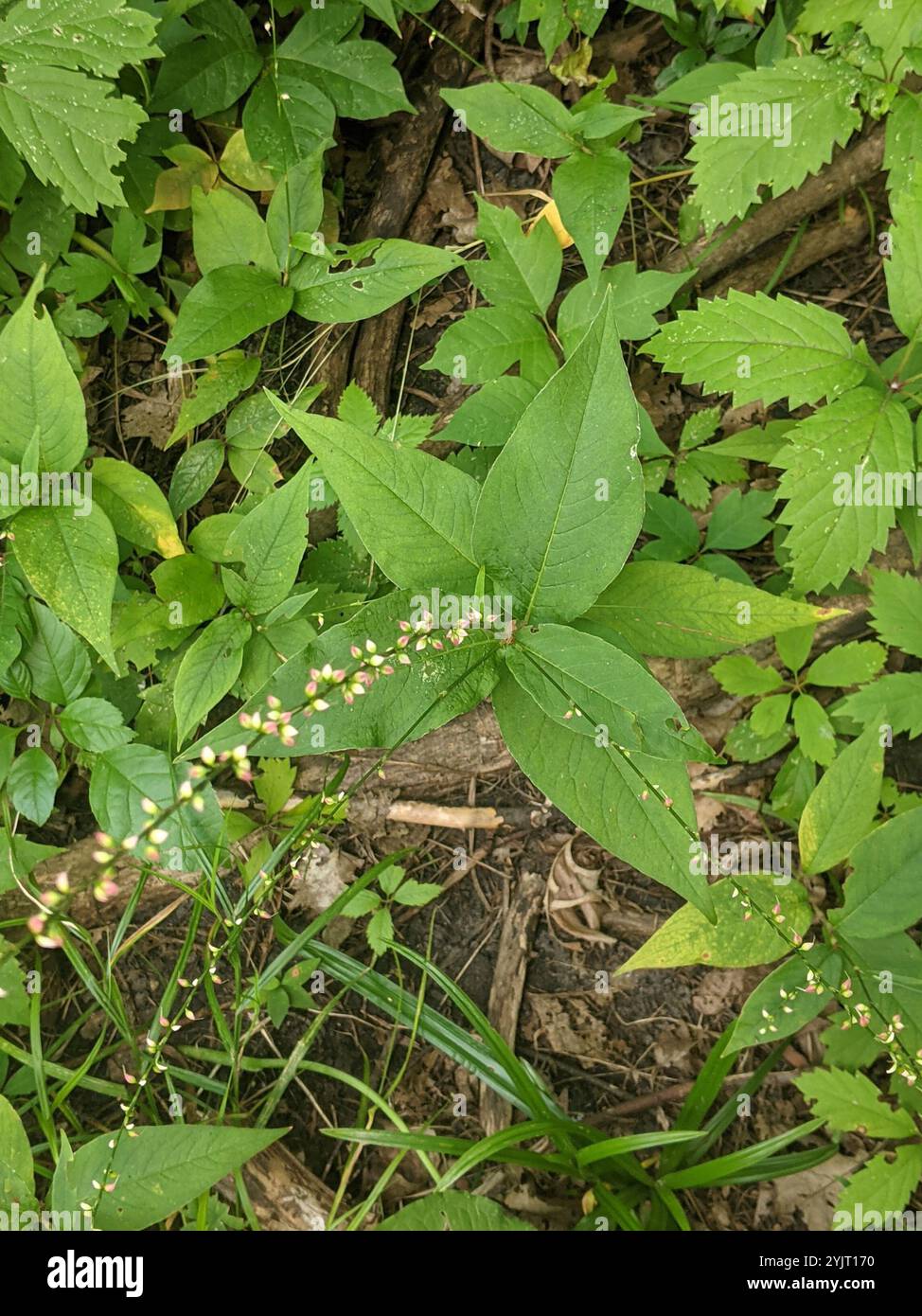 American jumpseed (Persicaria virginiana Stock Photo - Alamy