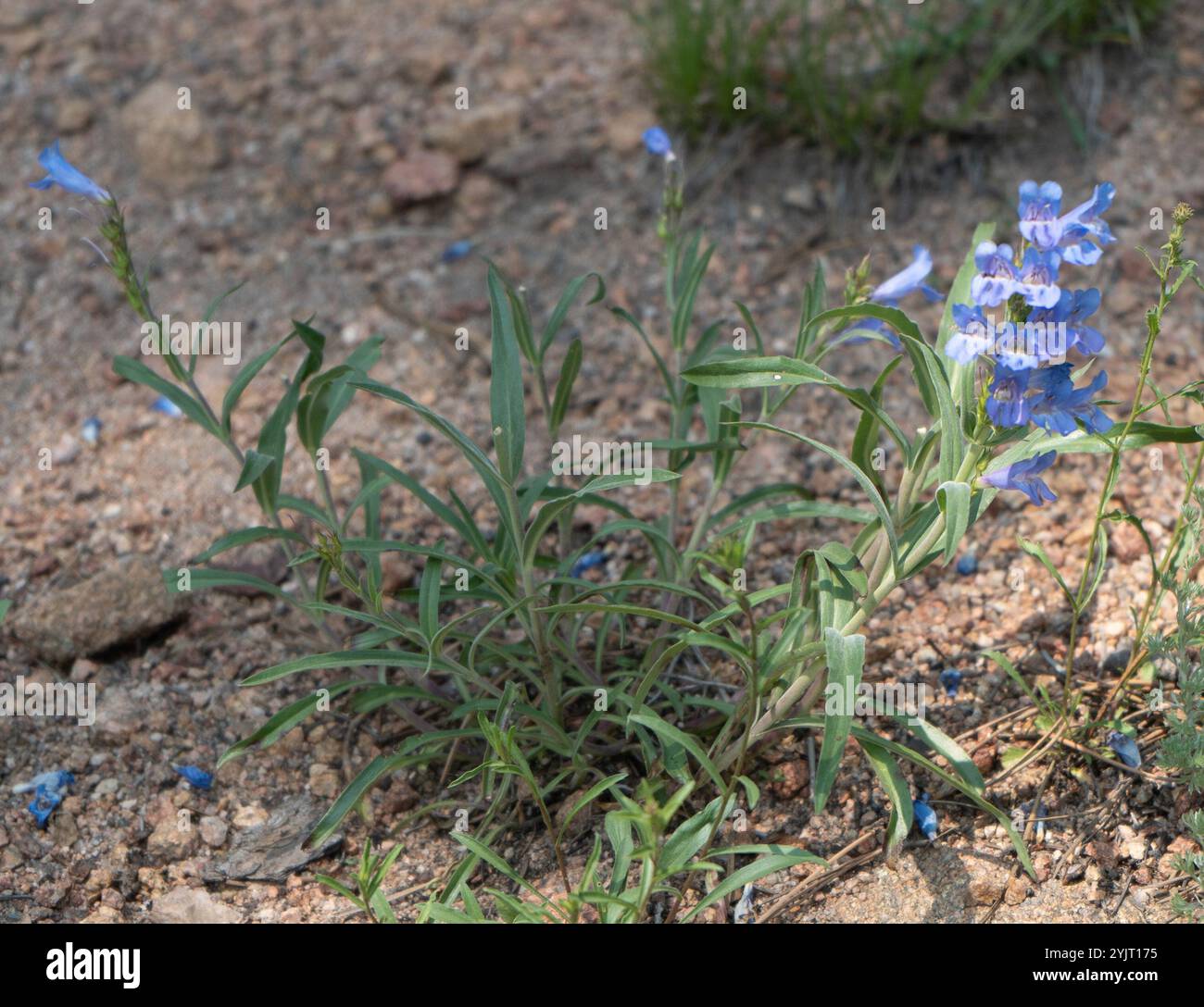 Alpine Sawsepal Penstemon (Penstemon glaber alpinus Stock Photo - Alamy