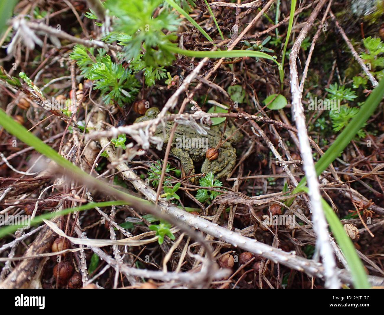 Western Toad (Anaxyrus boreas Stock Photo - Alamy