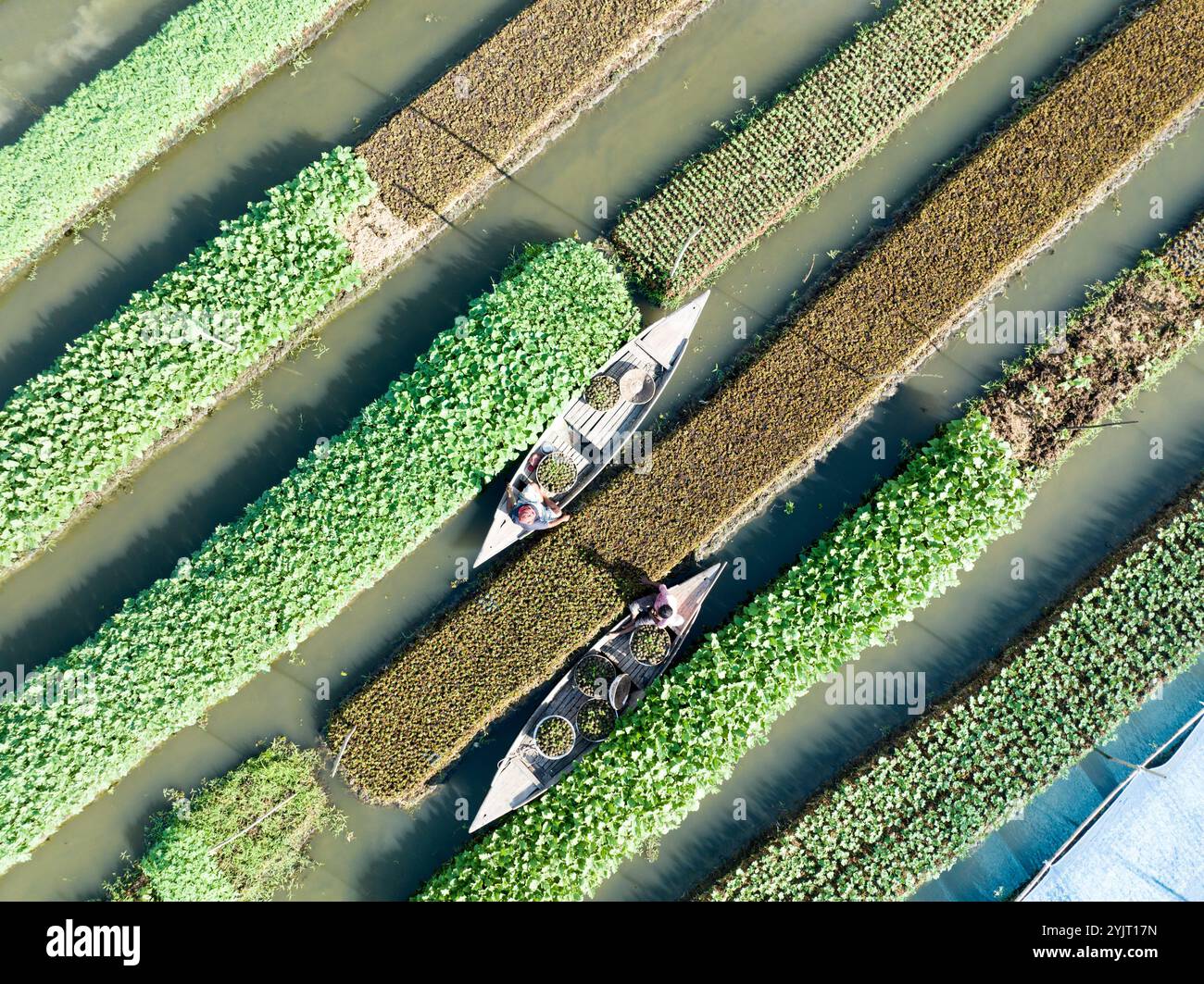 Farmers in low laying areas in Bangladesh choose floating farming ...