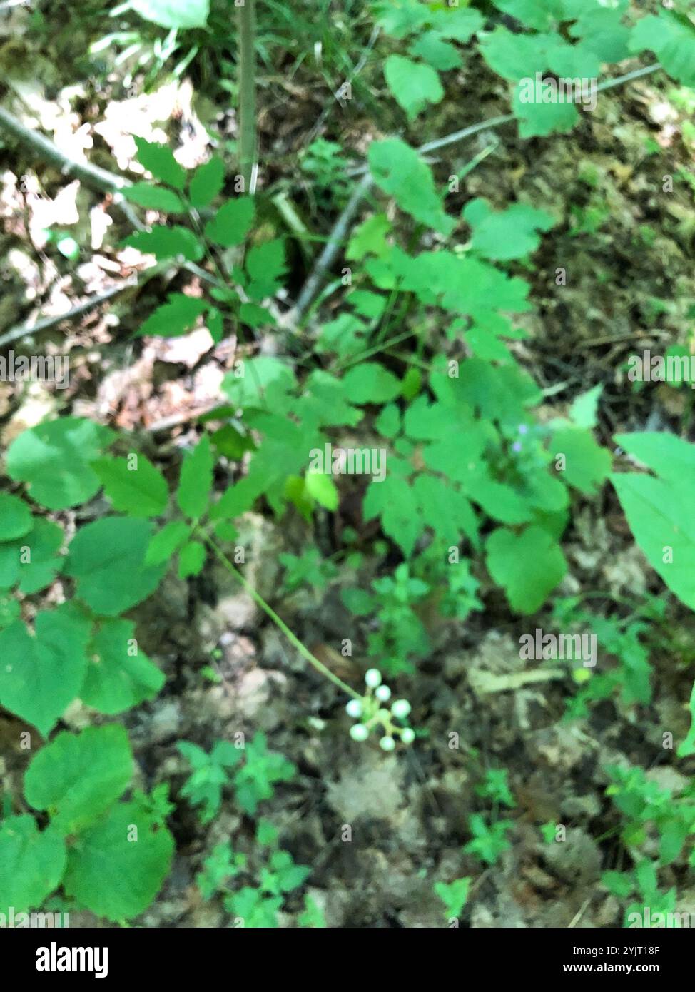 white baneberry (Actaea pachypoda Stock Photo - Alamy