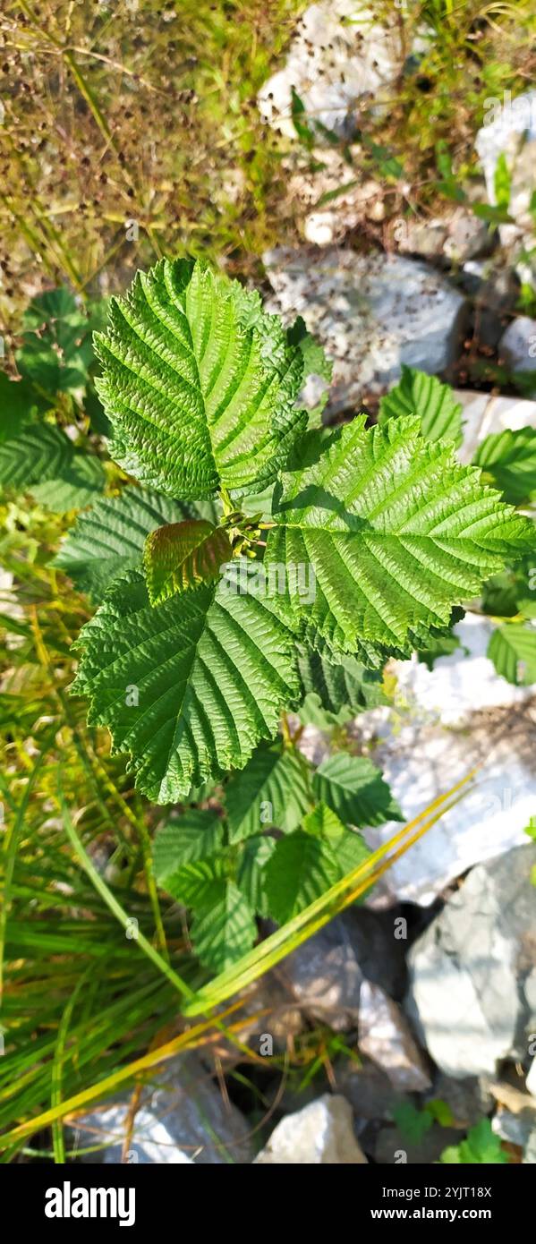 grey alder (Alnus incana Stock Photo - Alamy
