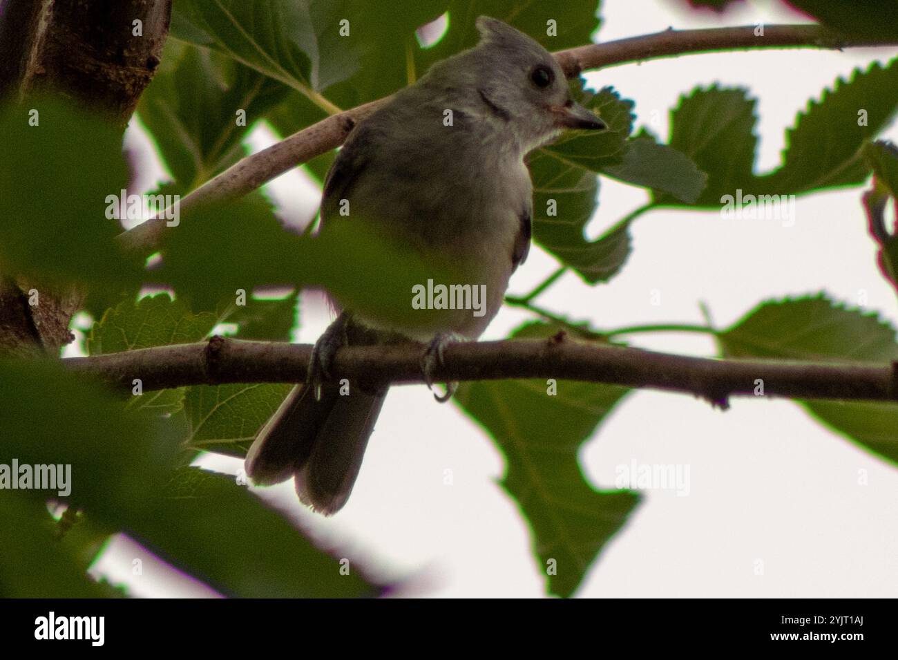 Tufted Titmouse (Baeolophus bicolor Stock Photo - Alamy