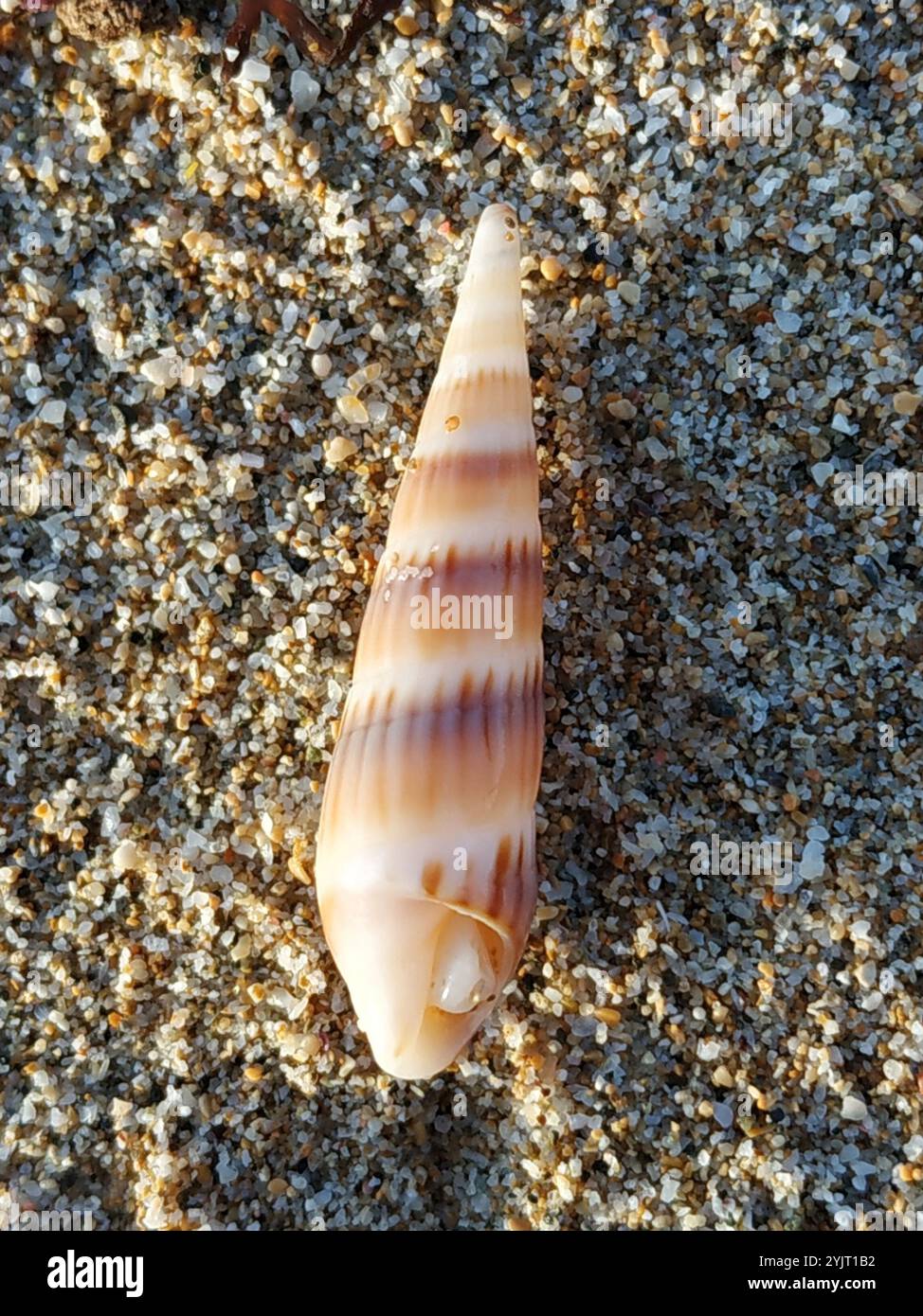 Hastula hi-res stock photography and images - Alamy