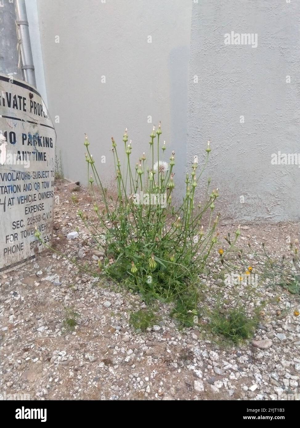 False Hawkbit (Urospermum picroides Stock Photo - Alamy