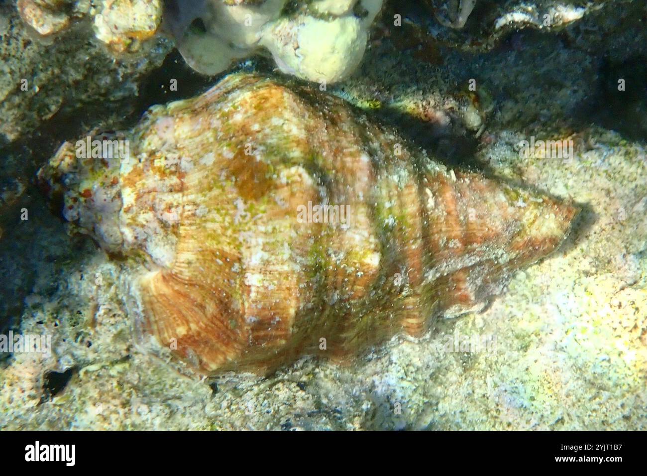 Giant Spider Conch (Lambis truncata Stock Photo - Alamy