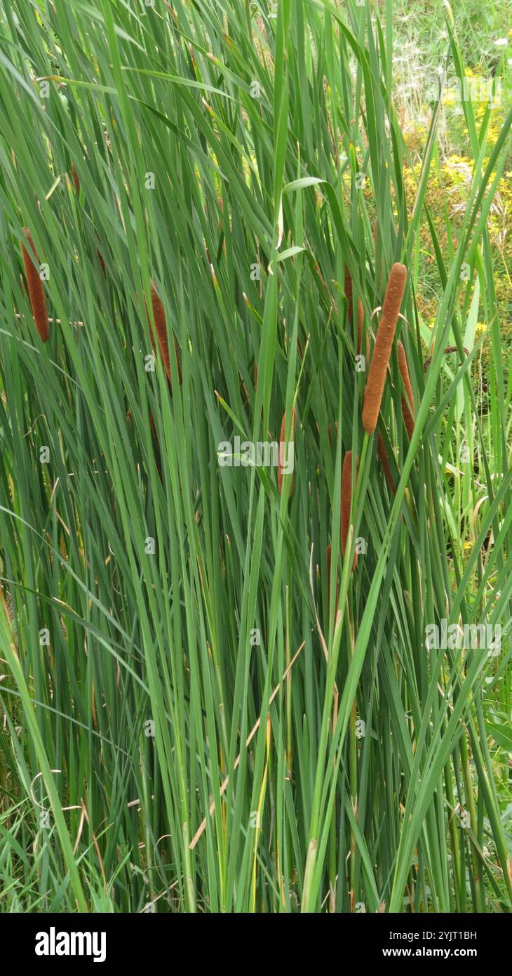 narrow-leaved cattail (Typha angustifolia Stock Photo - Alamy