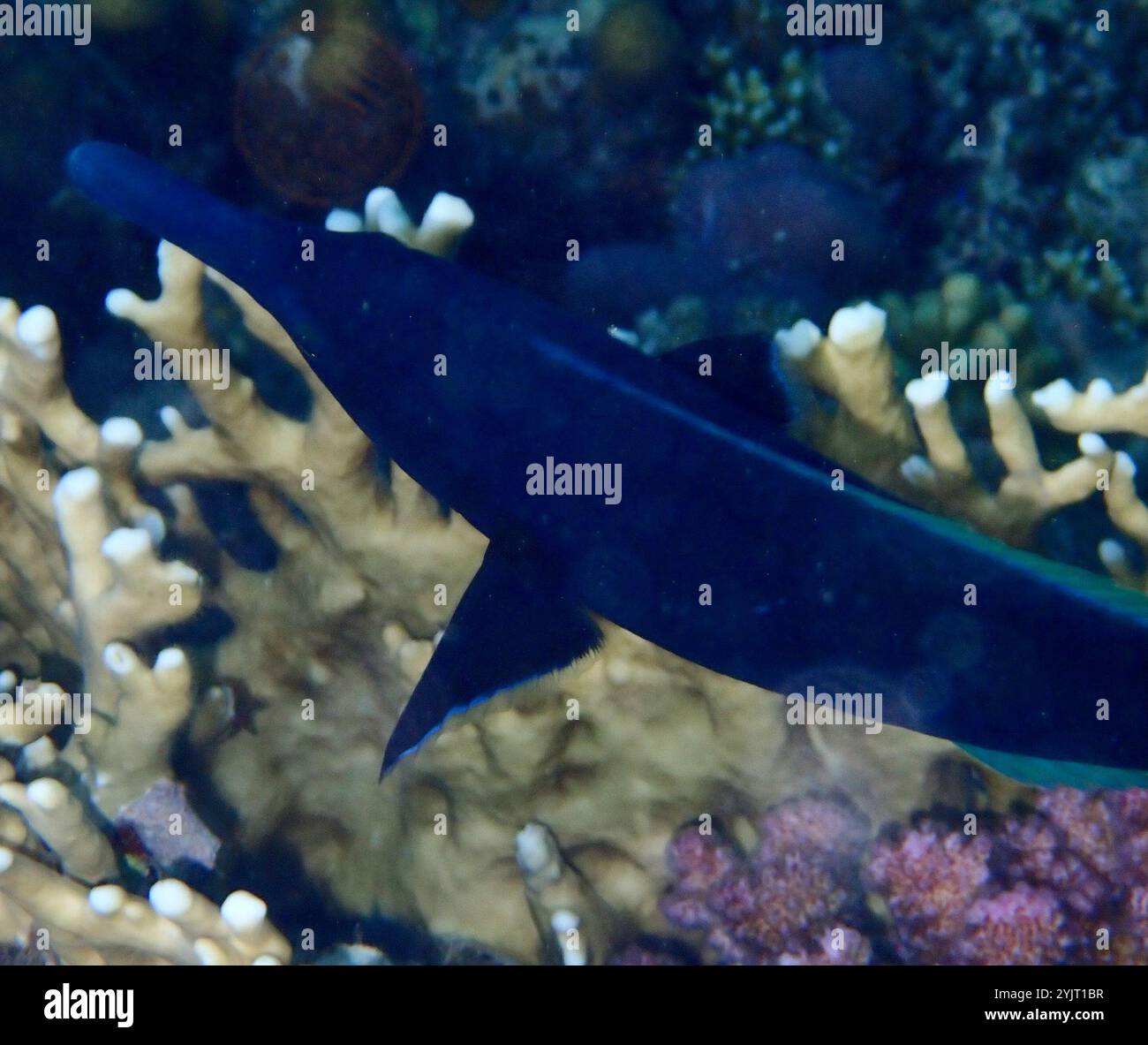 Red Sea Bird Wrasse (Gomphosus klunzingeri Stock Photo - Alamy