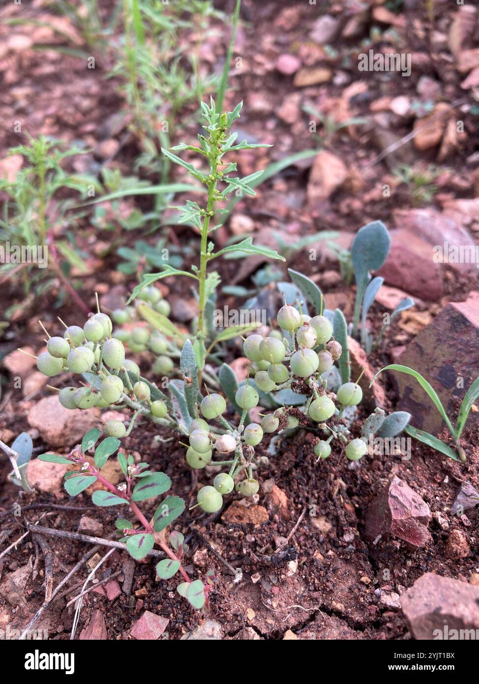 White bladderpod hi-res stock photography and images - Alamy