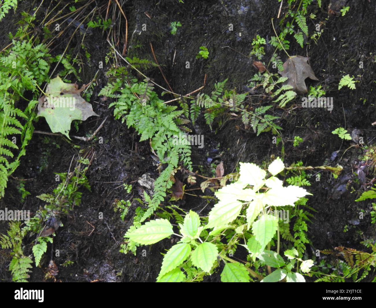 Cystopteris bulbifera hi-res stock photography and images - Alamy