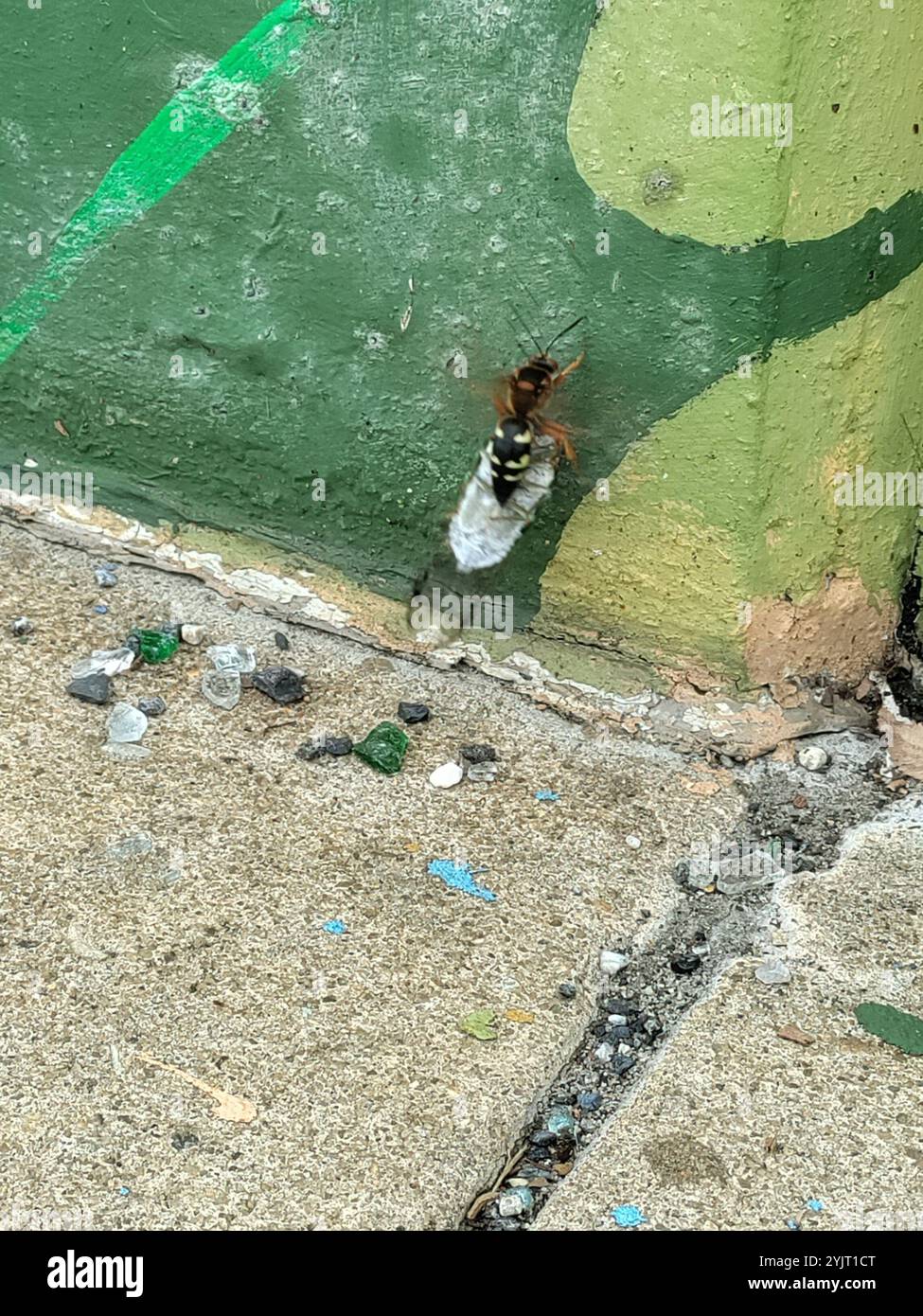 Eastern Cicada-killer Wasp (Sphecius speciosus Stock Photo - Alamy