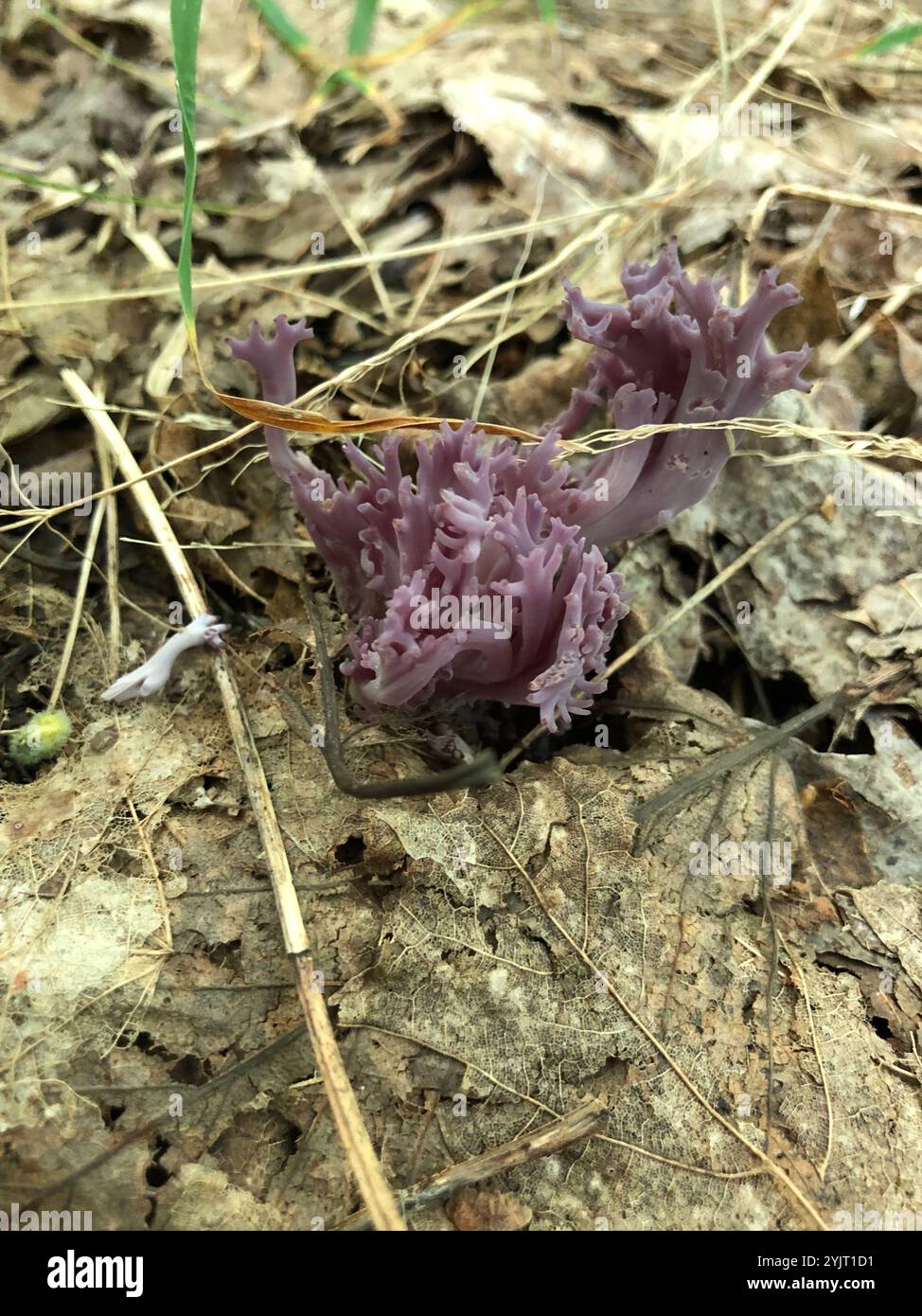 violet coral fungus (Clavaria zollingeri Stock Photo - Alamy