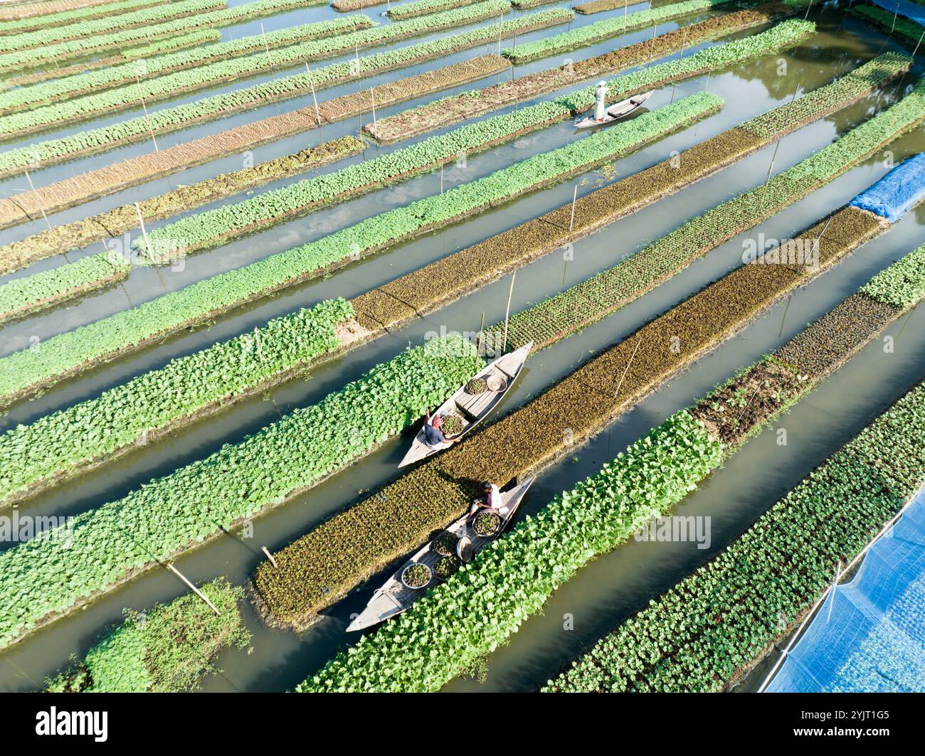 Farmers in low laying areas in Bangladesh choose floating farming ...