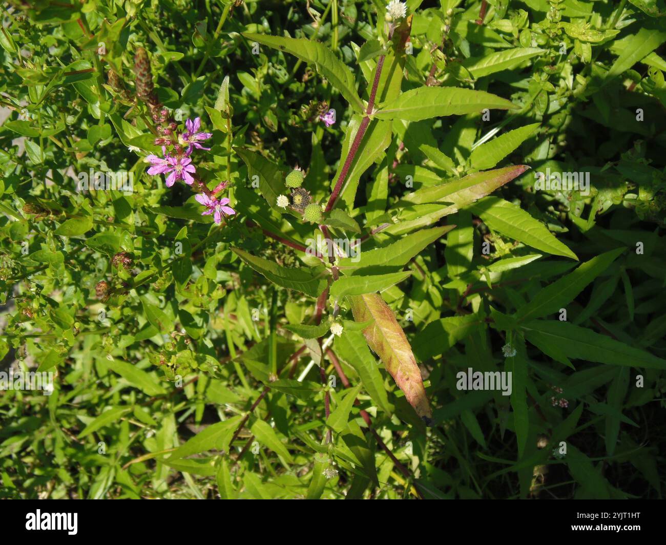false daisy (Eclipta prostrata Stock Photo - Alamy