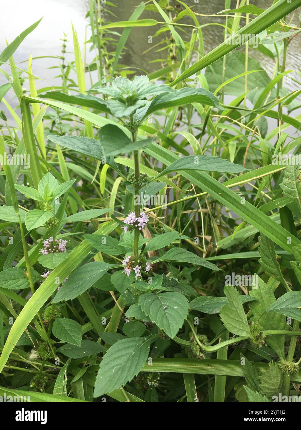 corn mint (Mentha arvensis Stock Photo - Alamy