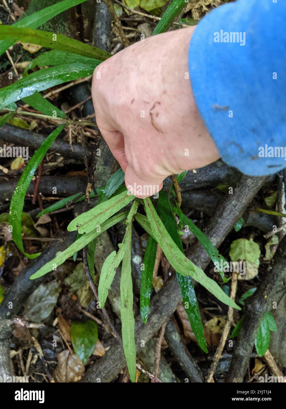 Atractocarpus hi-res stock photography and images - Alamy