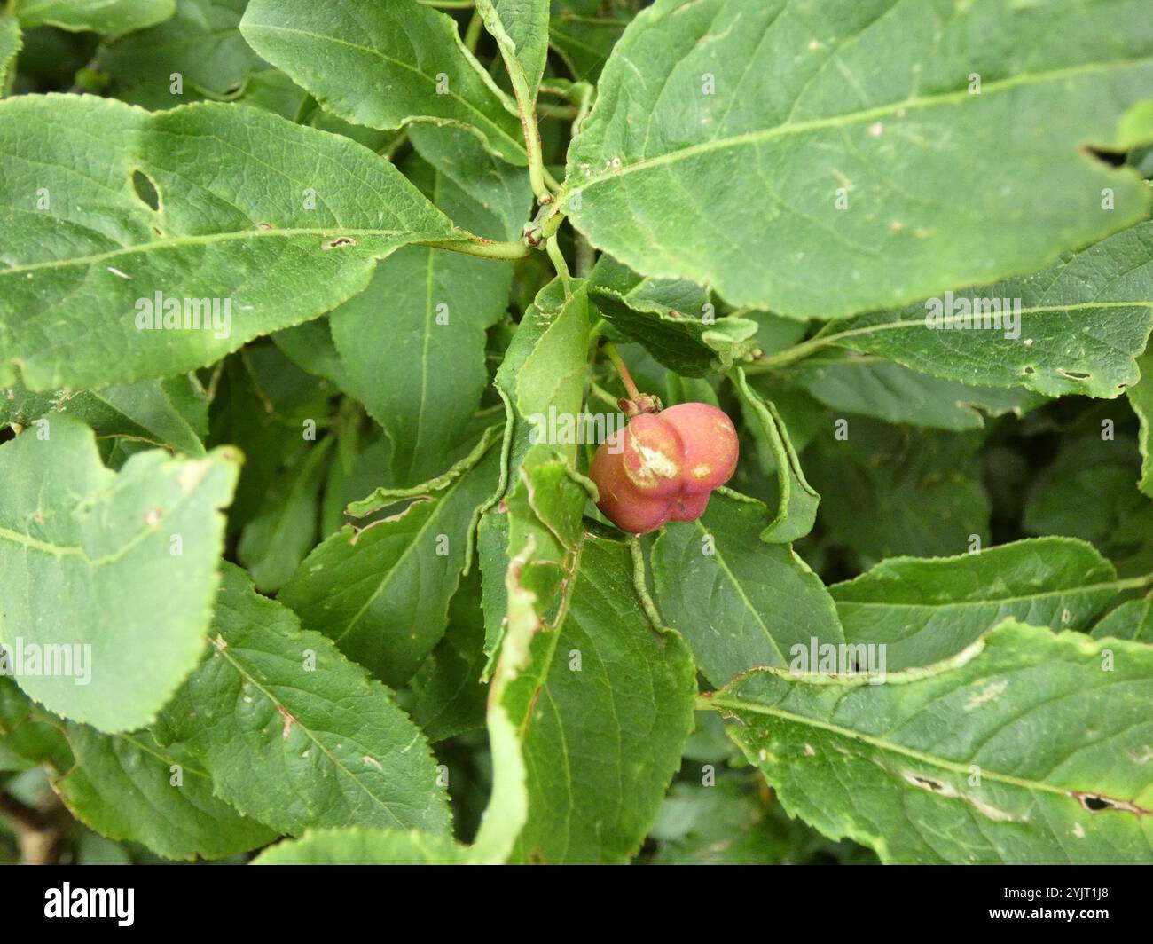 Spindle (Euonymus europaeus Stock Photo - Alamy