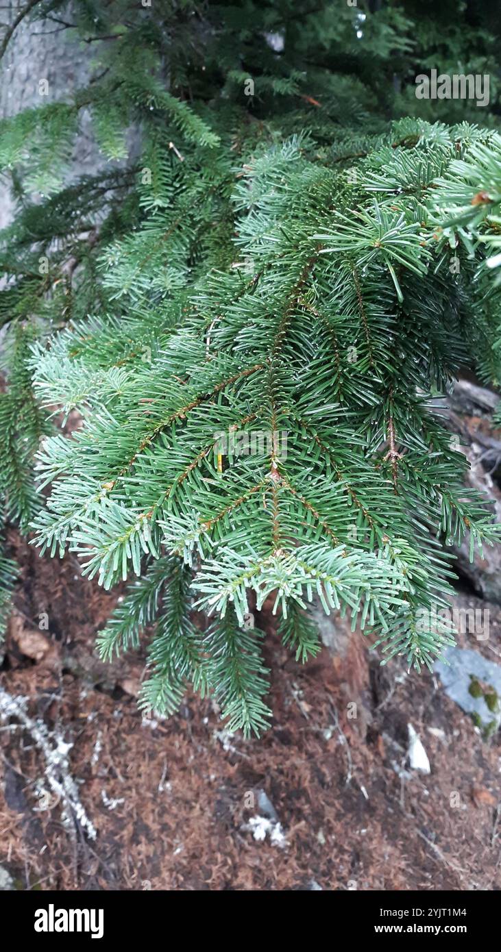 Pacific silver fir (Abies amabilis Stock Photo - Alamy