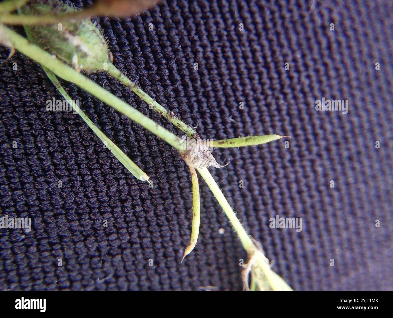 Red Sand Spurrey (Spergularia rubra Stock Photo - Alamy