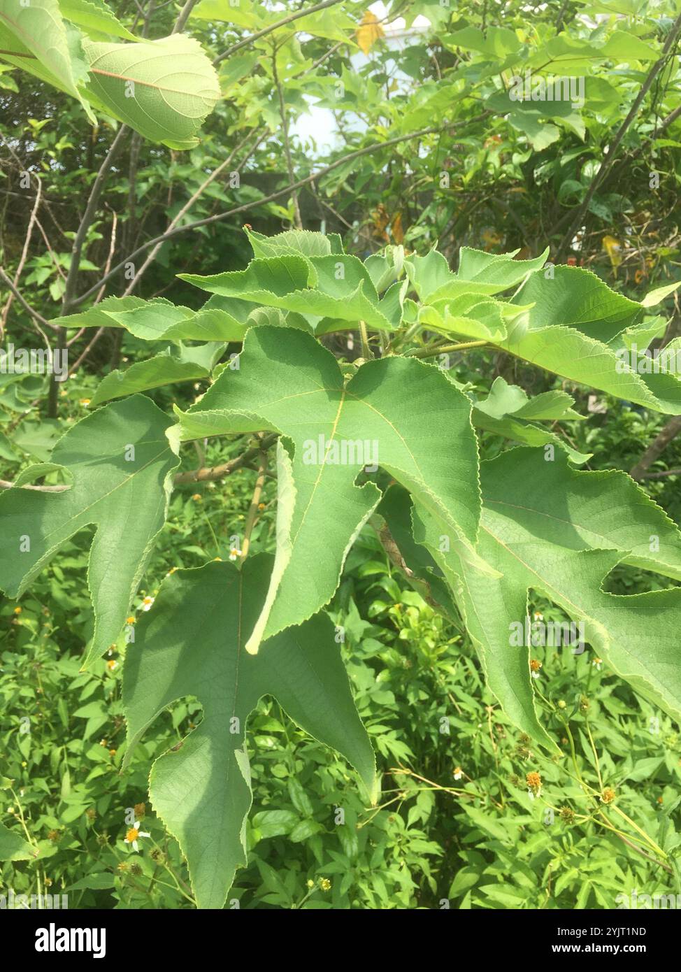 Paper mulberry (Broussonetia papyrifera Stock Photo - Alamy