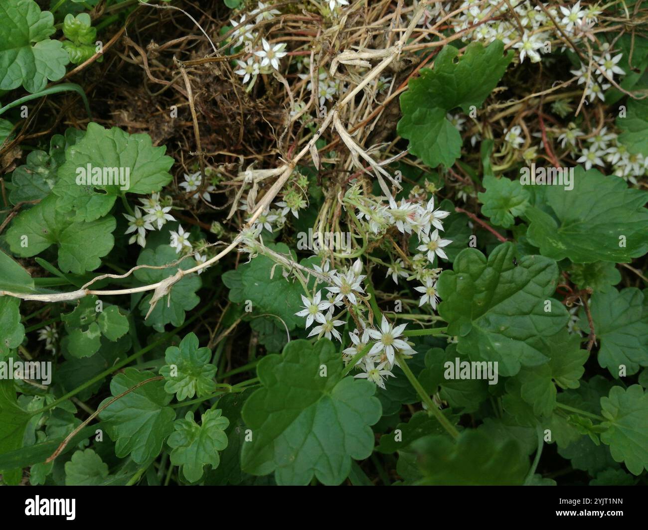 Spanish Stonecrop (Sedum hispanicum Stock Photo - Alamy