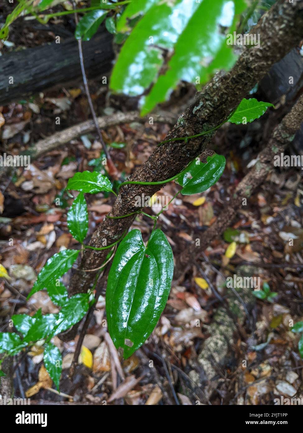 Dioscorea transversa hi-res stock photography and images - Alamy