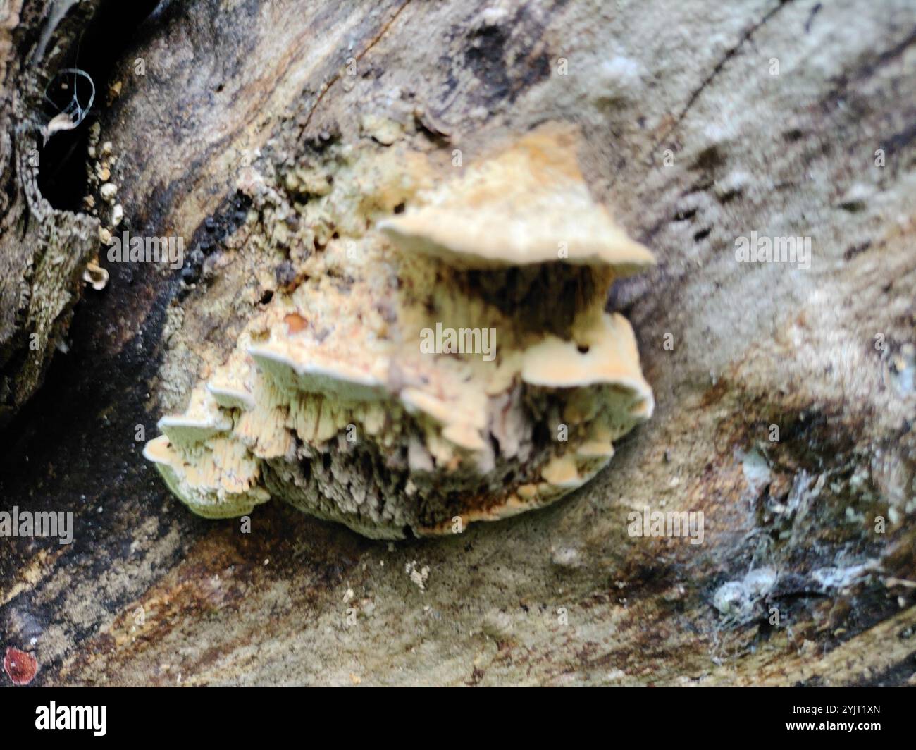shelf fungi (Polyporales Stock Photo - Alamy