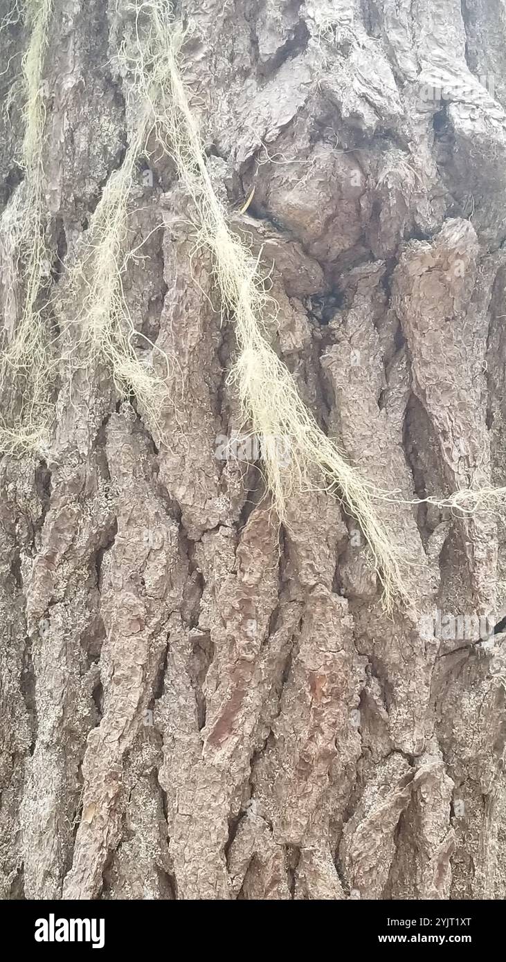Witch's Hair (Alectoria sarmentosa Stock Photo - Alamy