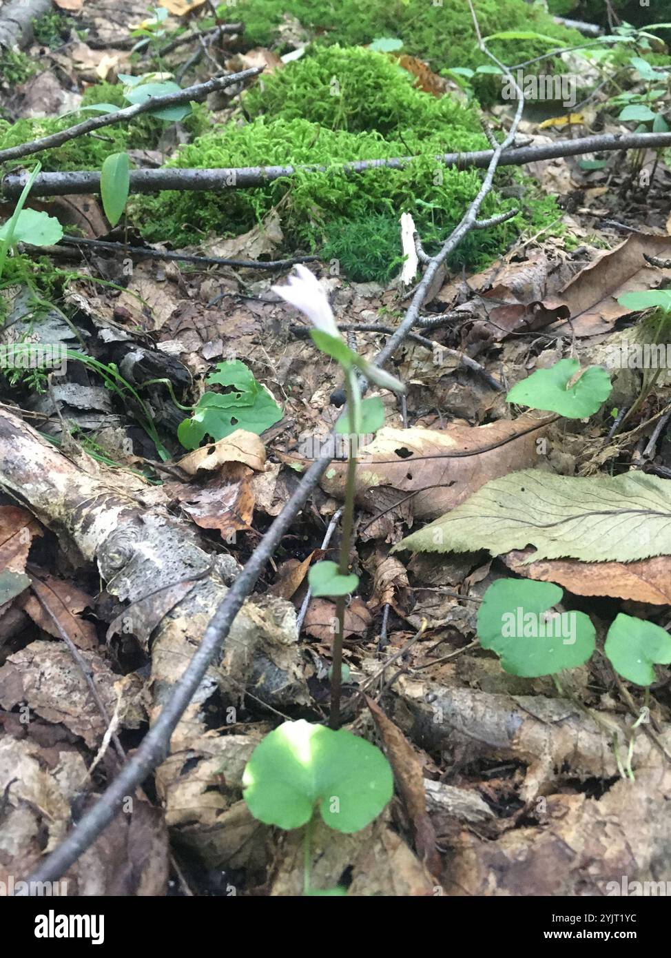 three birds orchid (Triphora trianthophoros Stock Photo - Alamy