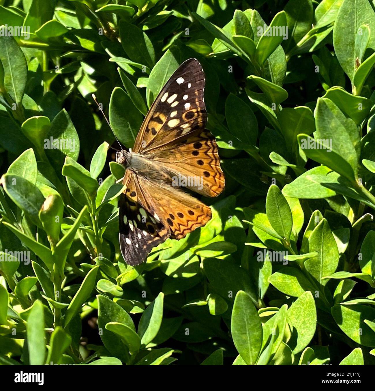 Hackberry Emperor (Asterocampa celtis Stock Photo - Alamy