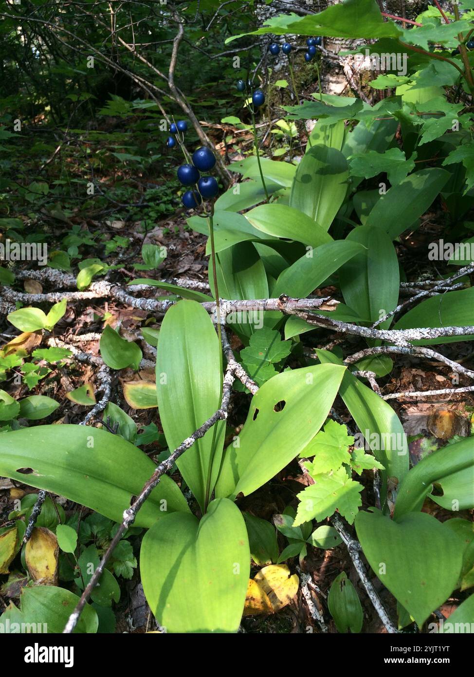 bluebead lily (Clintonia borealis Stock Photo - Alamy