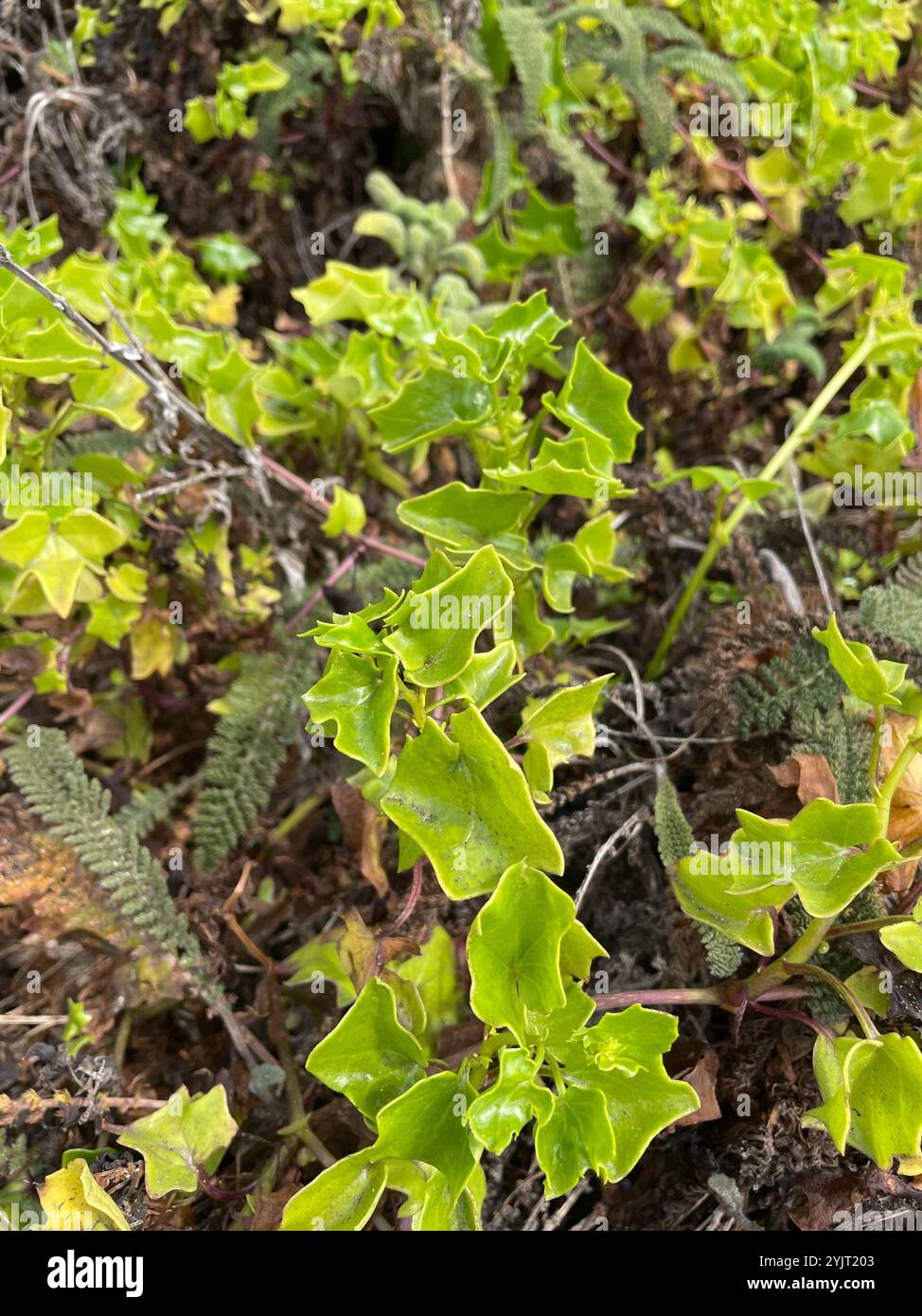 Delairea hi-res stock photography and images - Alamy