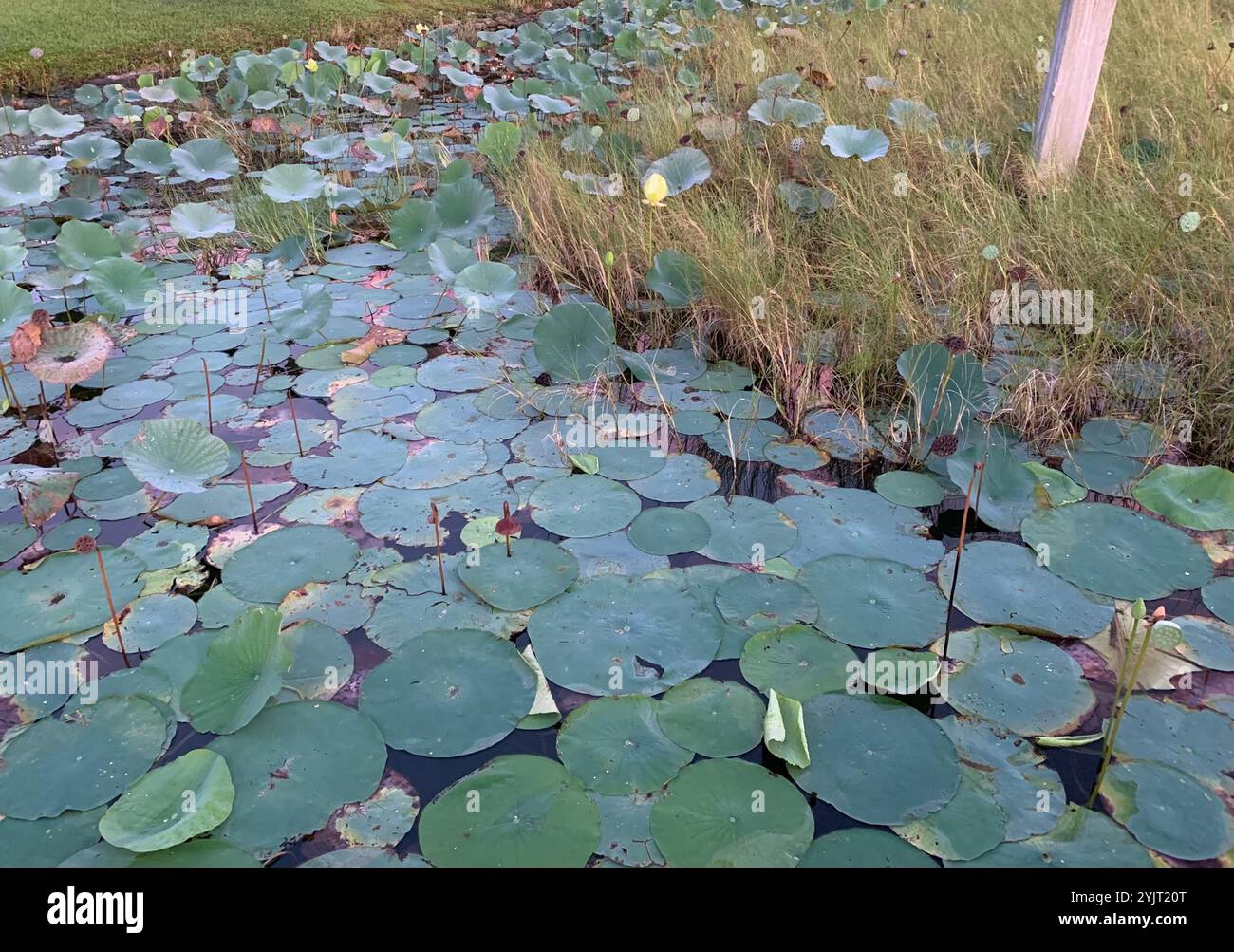 American lotus (Nelumbo lutea Stock Photo - Alamy