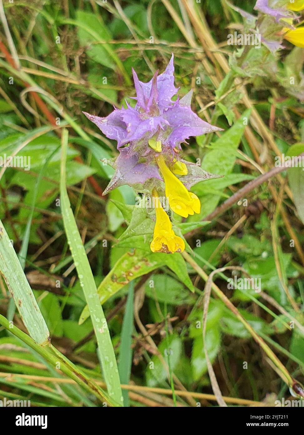 Wood Cow-wheat (Melampyrum nemorosum Stock Photo - Alamy