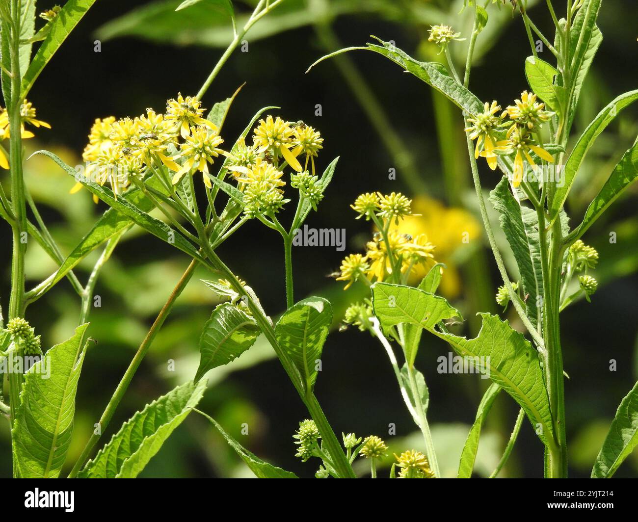 Wingstem (Verbesina alternifolia Stock Photo - Alamy