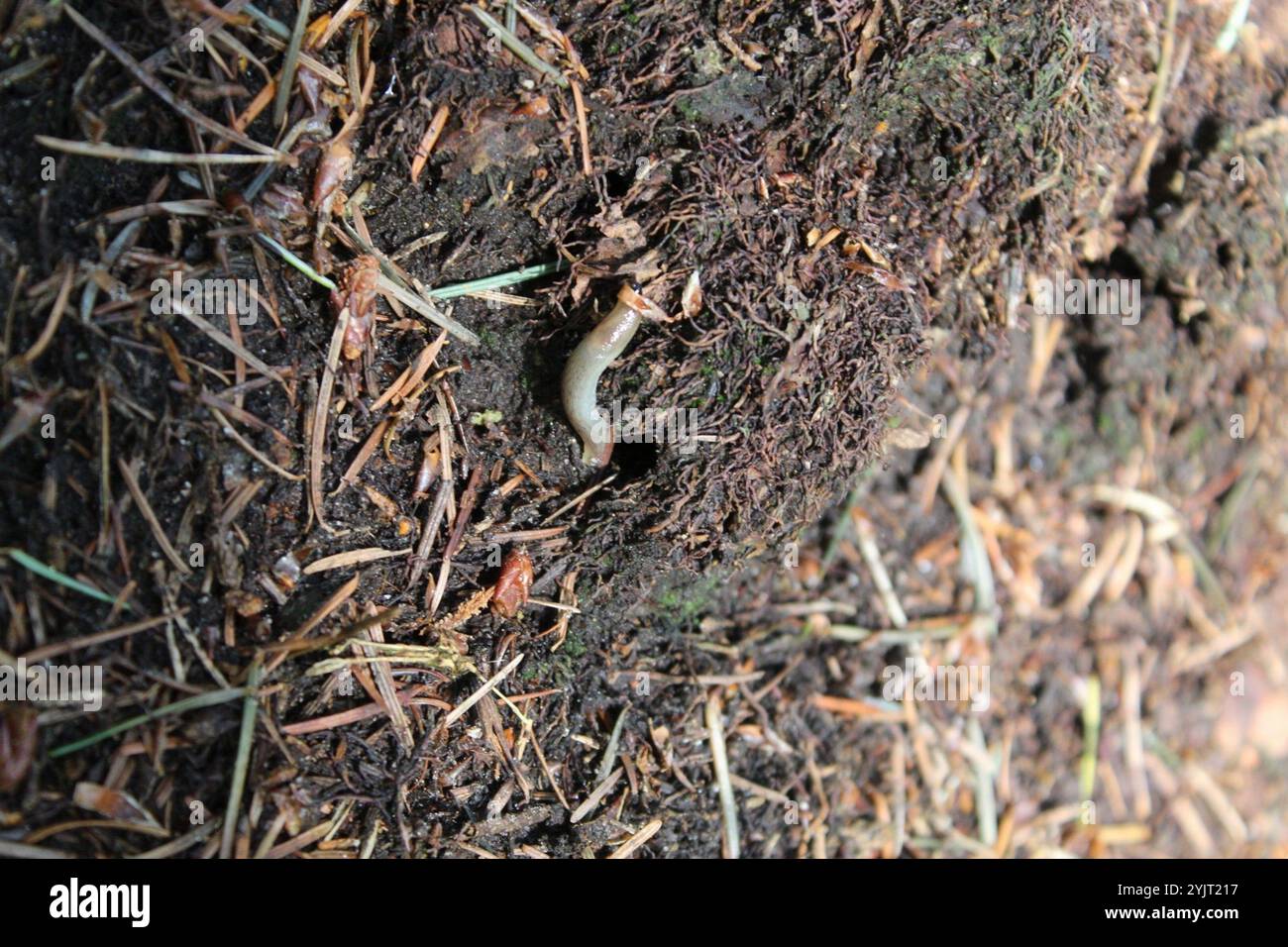 Roundback Slugs and Allies (Arionoidea Stock Photo - Alamy
