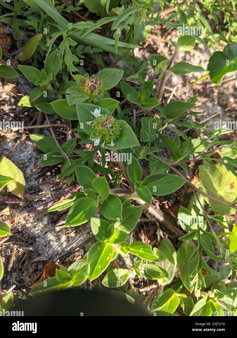 Tropical Mexican Clover (Richardia brasiliensis Stock Photo - Alamy