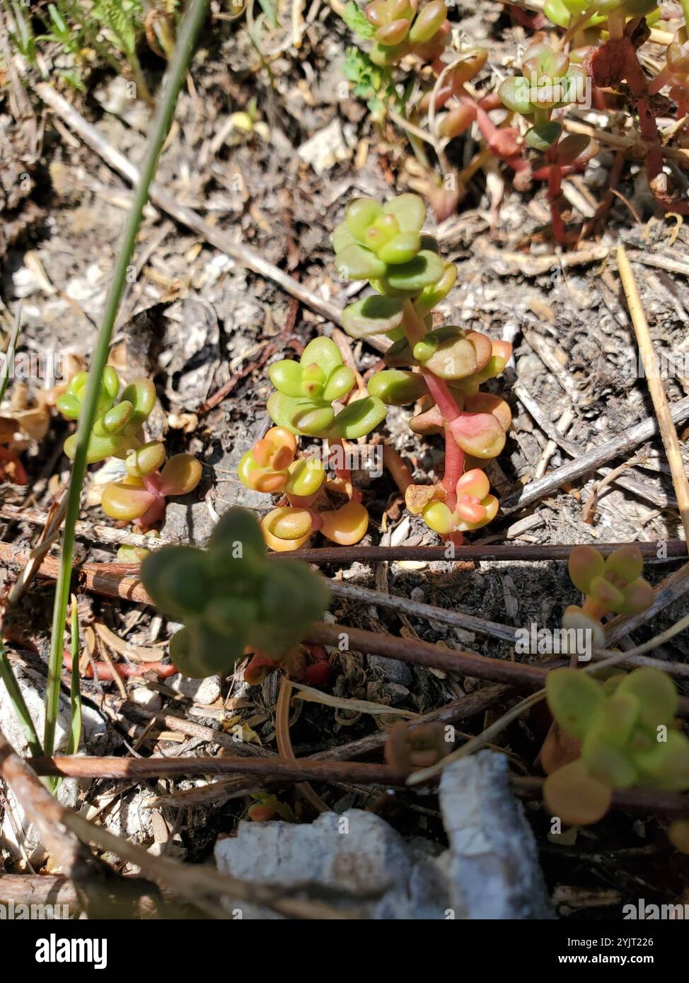 Pacific stonecrop (Sedum divergens Stock Photo - Alamy