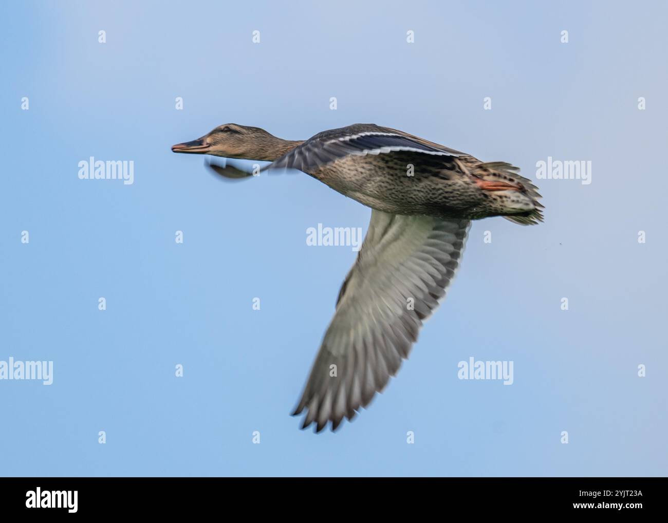 Mallard Duck in flight Stock Photo - Alamy