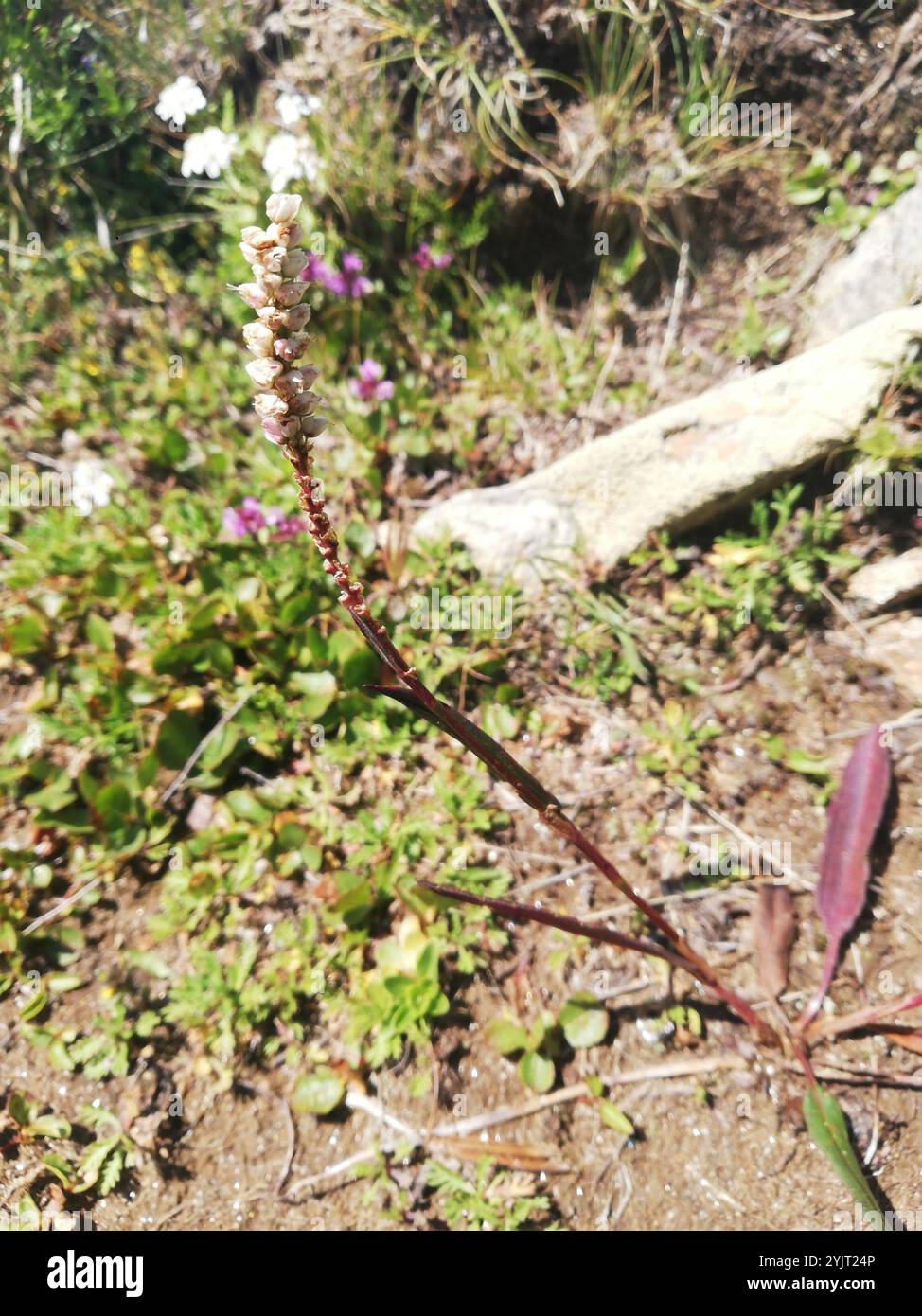 alpine bistort (Bistorta vivipara Stock Photo - Alamy