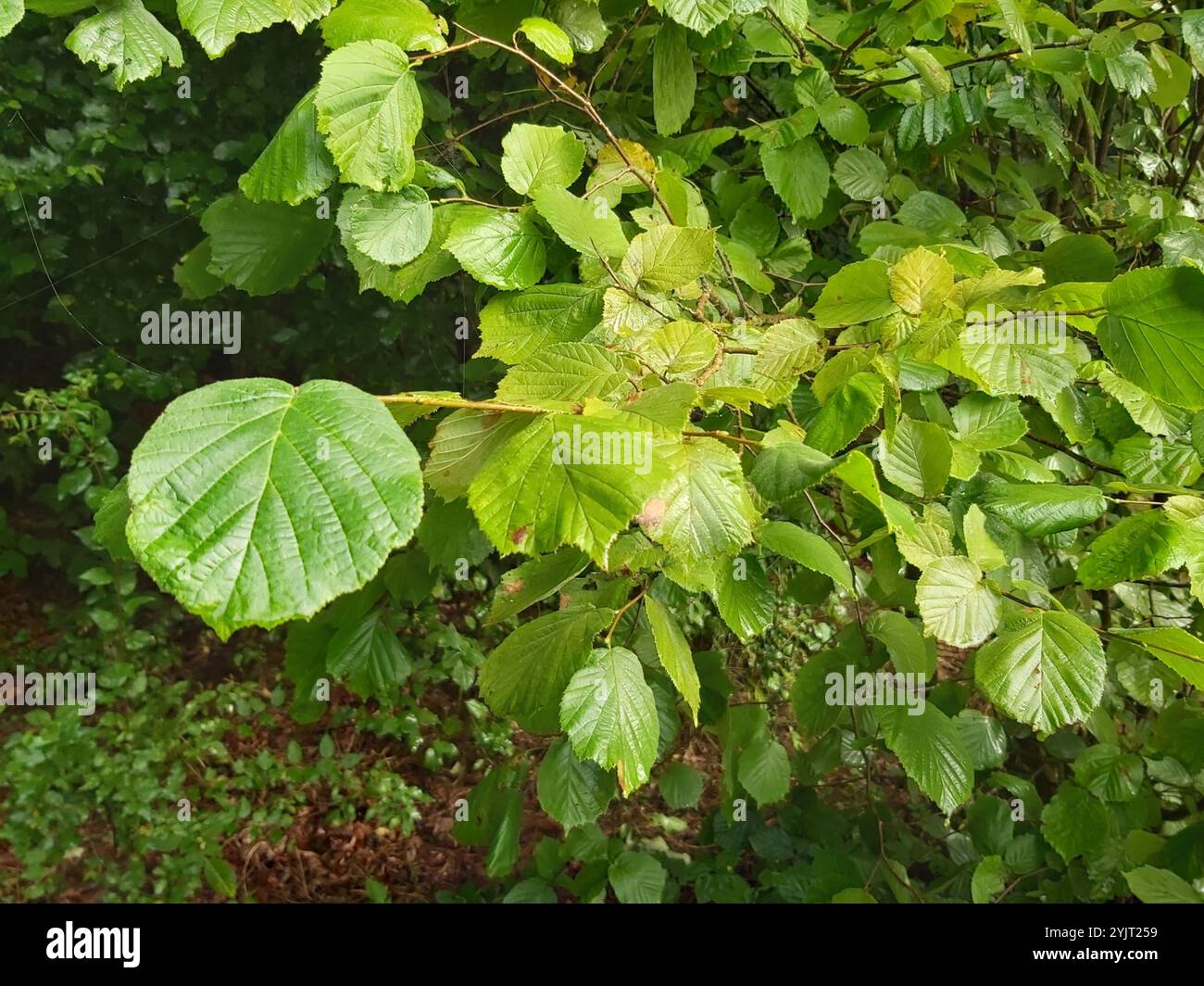 common hazel (Corylus avellana Stock Photo - Alamy