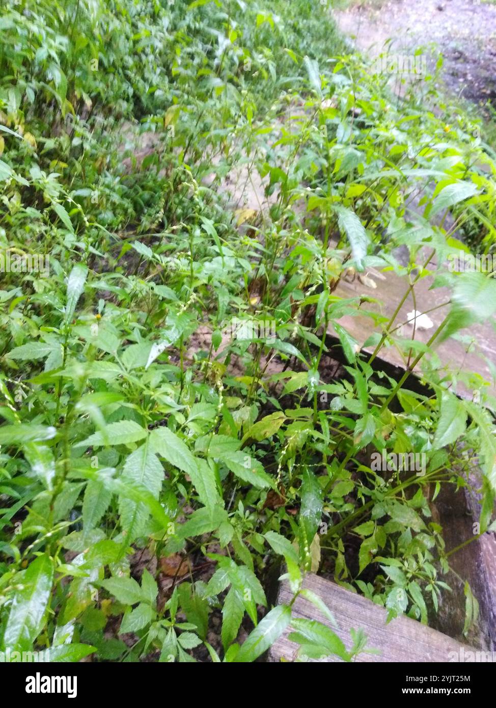waterpepper (Persicaria hydropiper Stock Photo - Alamy