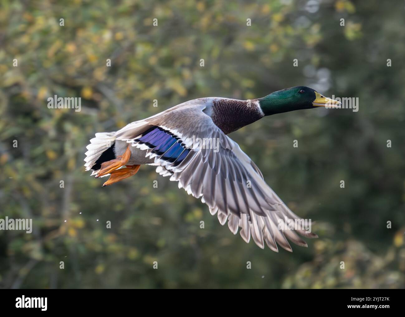 Mallard Duck in flight Stock Photo - Alamy