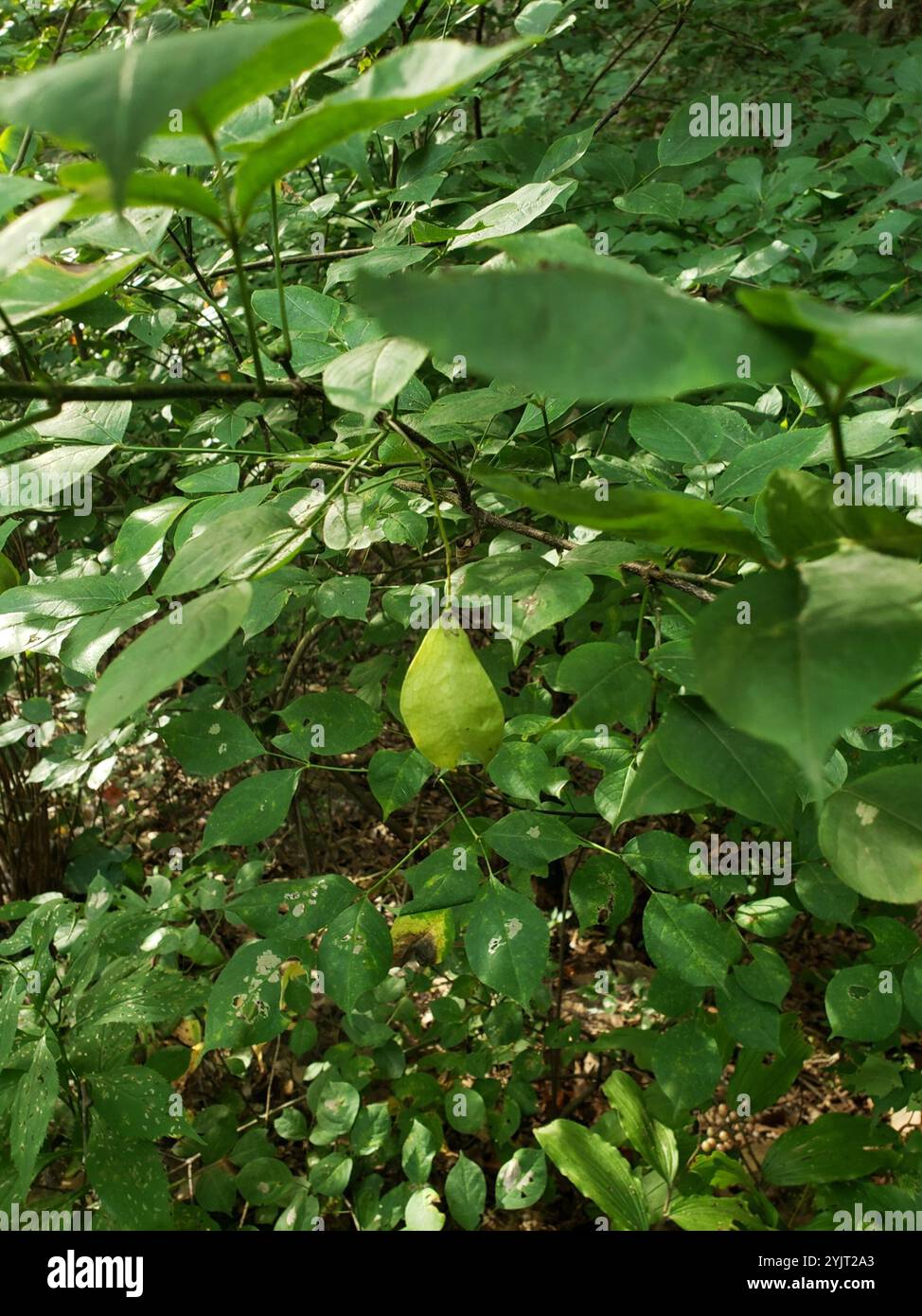 American bladdernut (Staphylea trifolia Stock Photo - Alamy