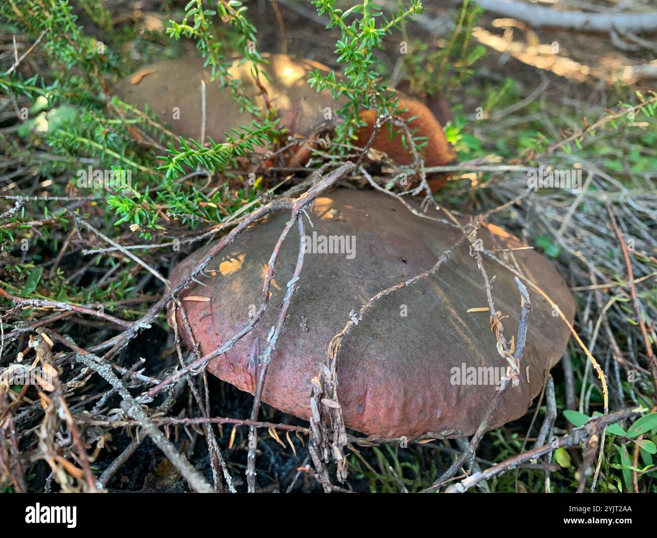 Dotted Stem Bolete (Neoboletus erythropus Stock Photo - Alamy