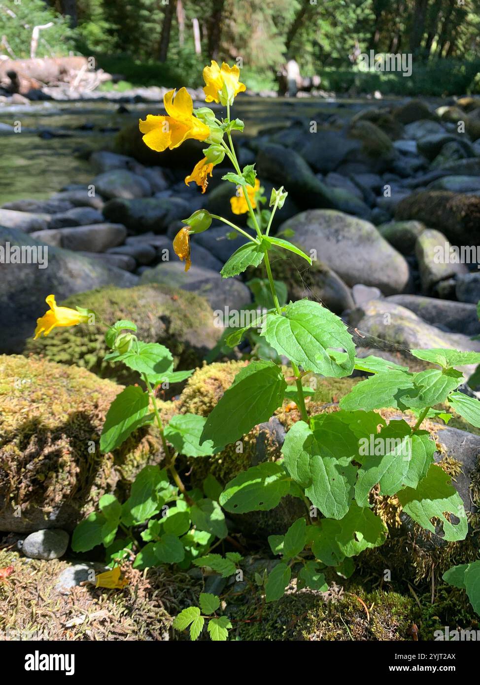 Sharp-leaved Monkey-flower (Erythranthe decora Stock Photo - Alamy