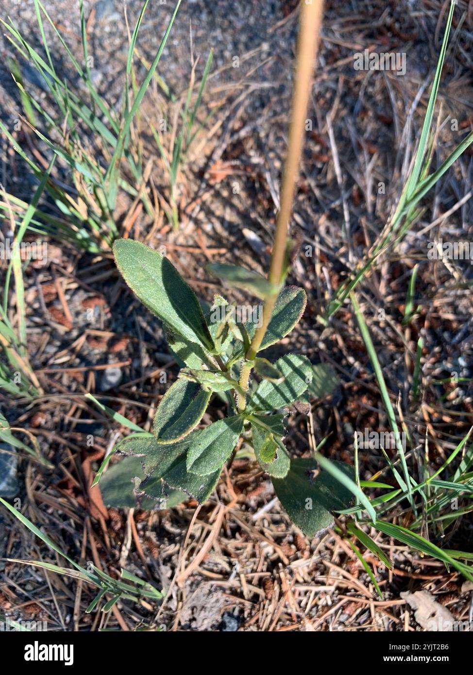 Stiff Sunflower (Helianthus pauciflorus Stock Photo - Alamy