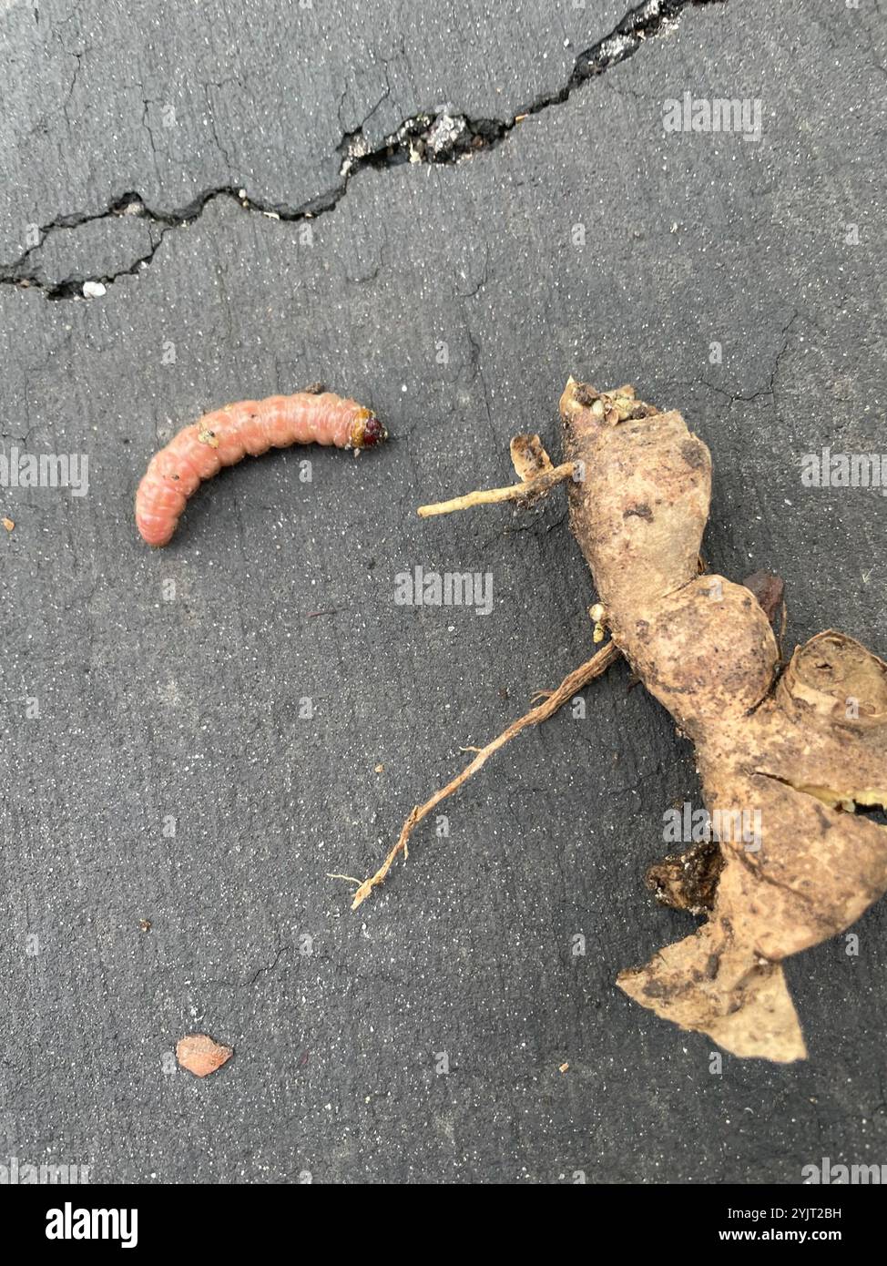 Iris Borer Moth (Macronoctua onusta Stock Photo - Alamy