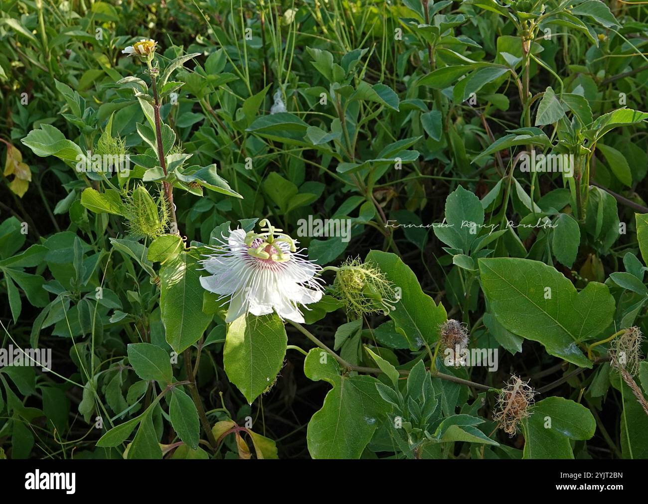 fringed passionflower (Passiflora ciliata Stock Photo - Alamy