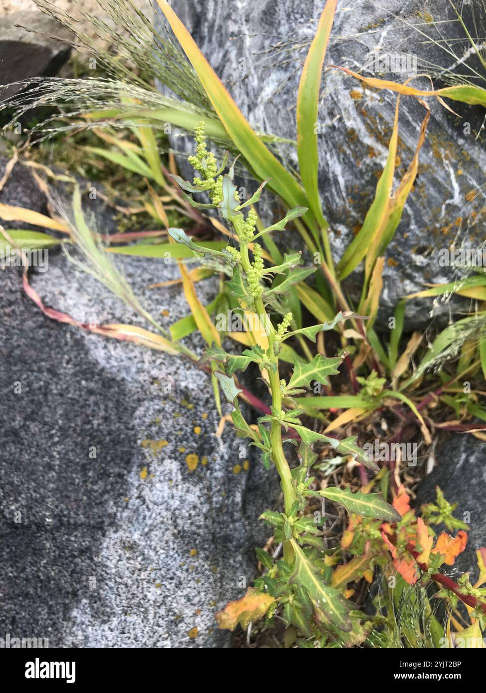 oak-leaved goosefoot (Oxybasis glauca Stock Photo - Alamy